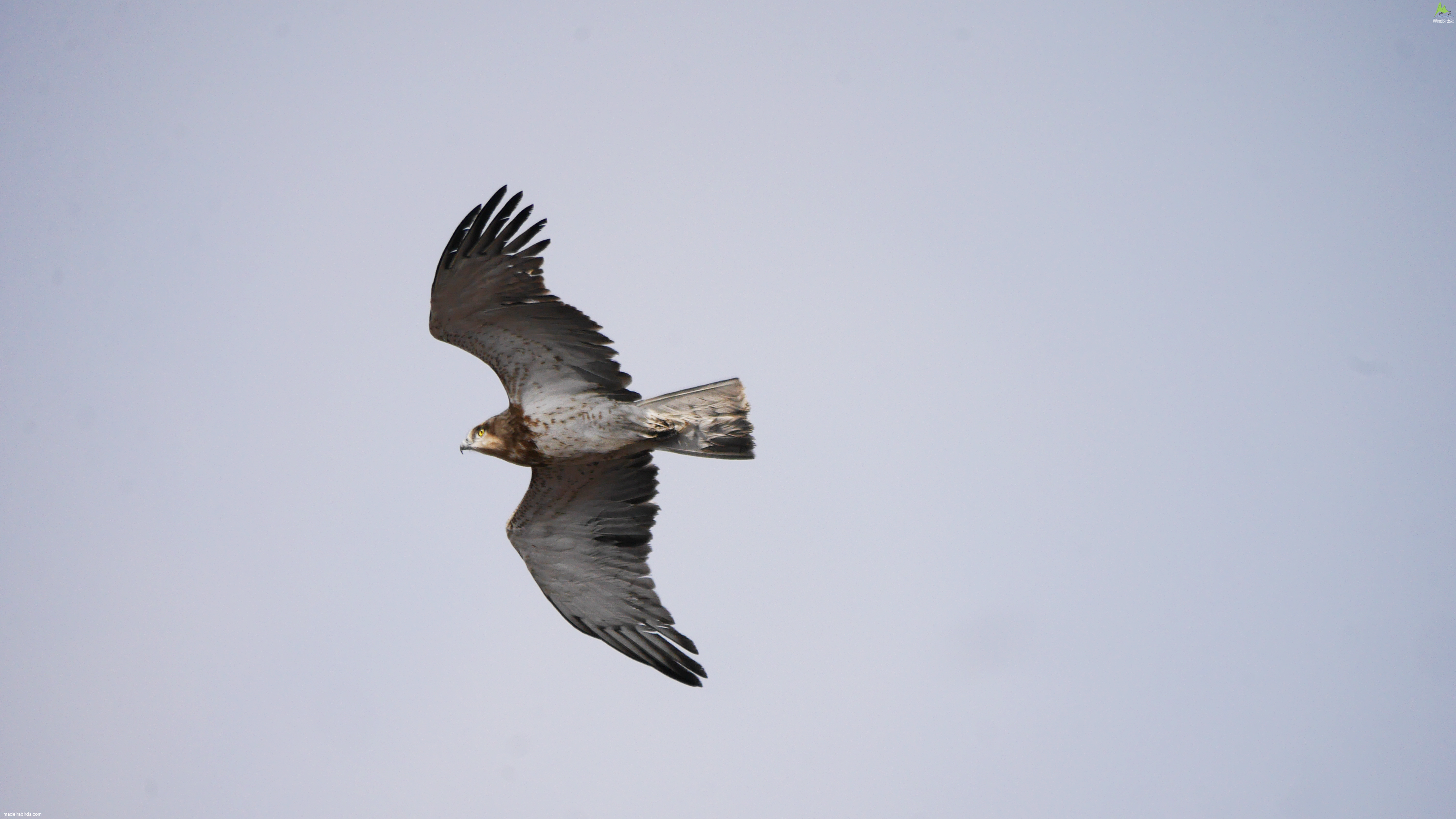 Birding in Madeira, November 2017 | Madeira Birdwatching News & Trip ...