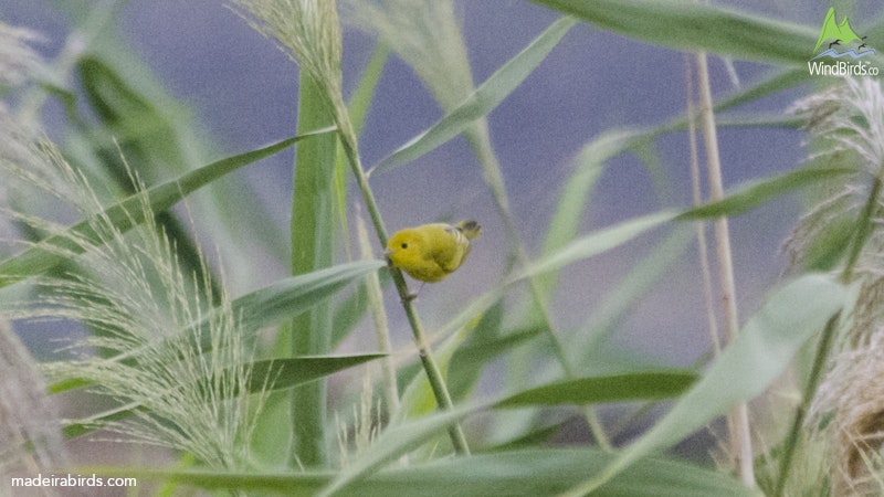 Visitant birds to Madeira in August 2015 | Madeira Birdwatching News ...