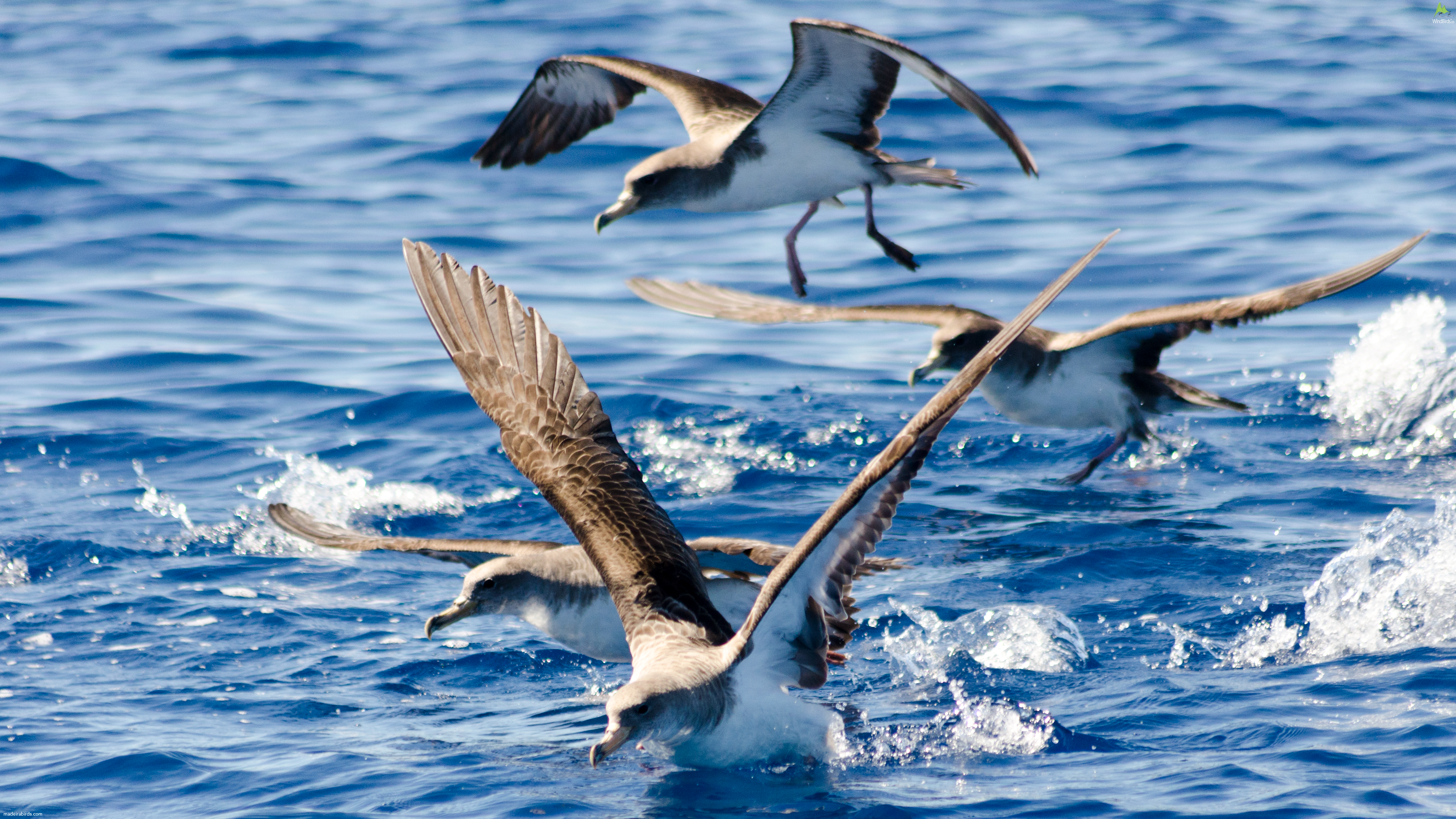 Cory's Shearwater (Calonectris borealis) in Madeira, Portugal