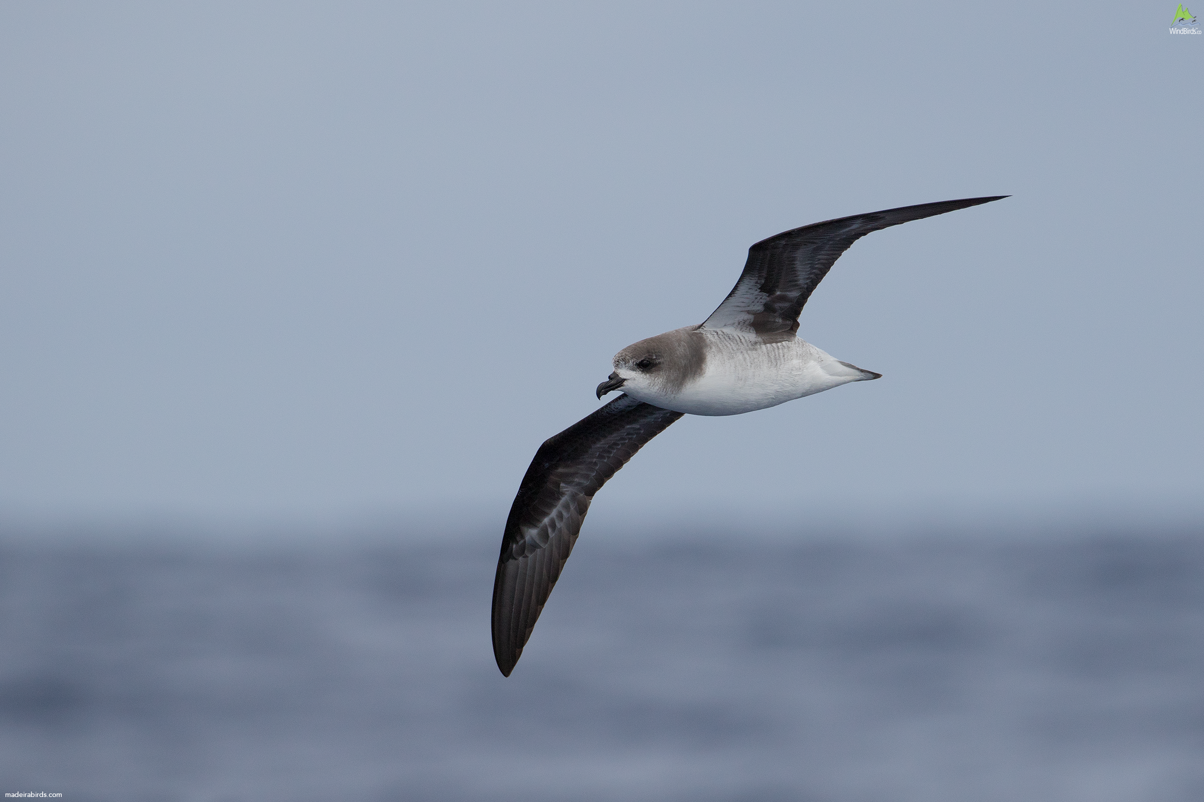 A record of Pterodromas on 28-30 June pelagic!!! | Madeira Birdwatching News & Trip Reports 🐦