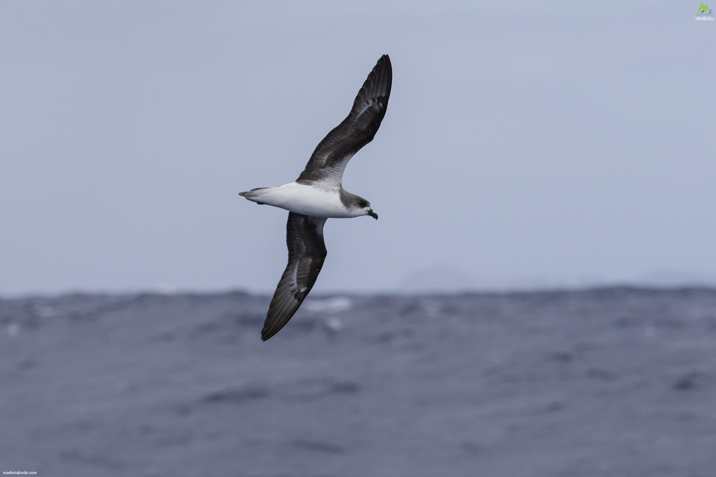 A record of Pterodromas on 28-30 June pelagic!!! | Madeira Birdwatching News & Trip Reports 🐦