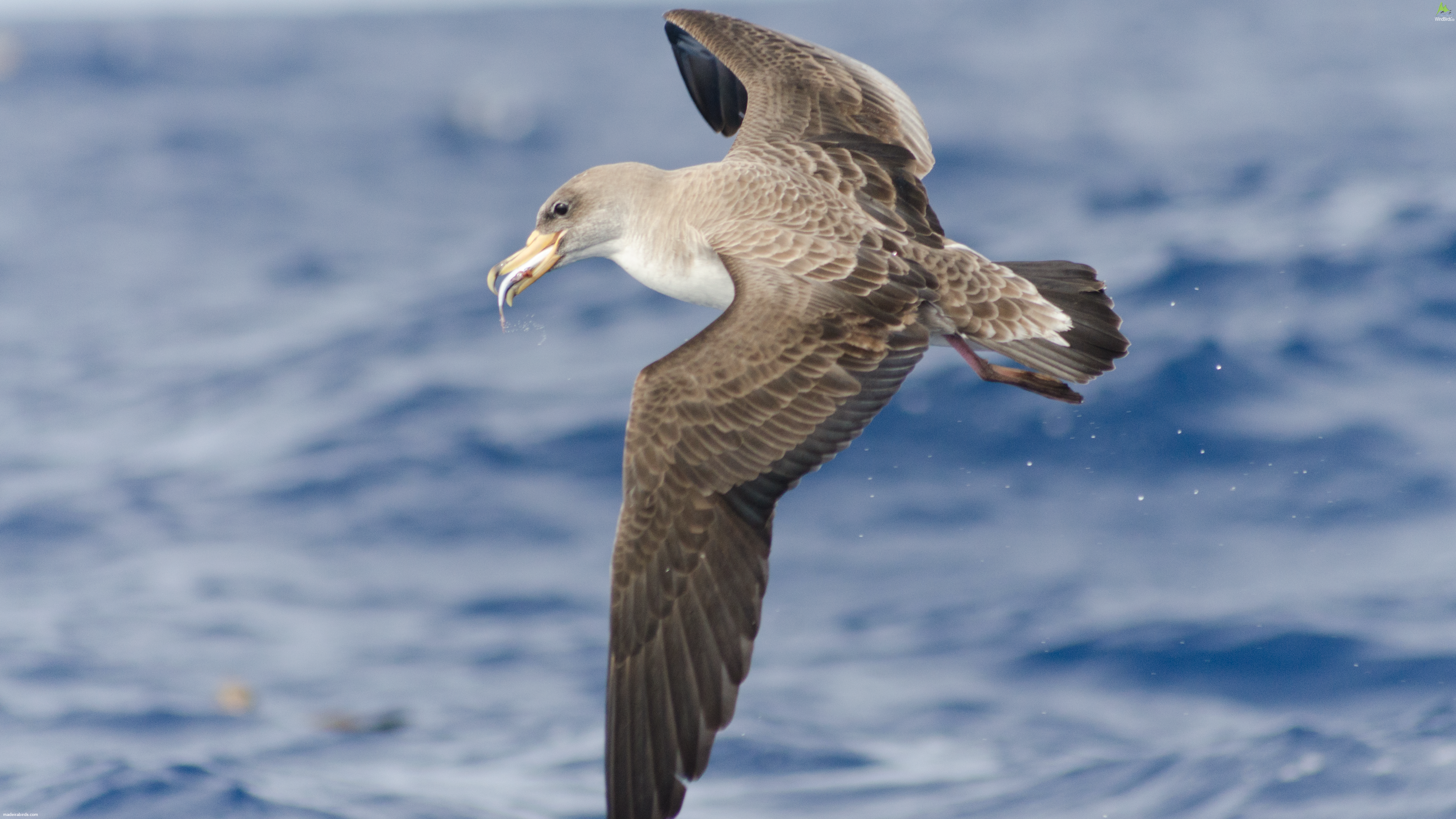 Cory's Shearwater (Calonectris borealis) in Madeira, Portugal