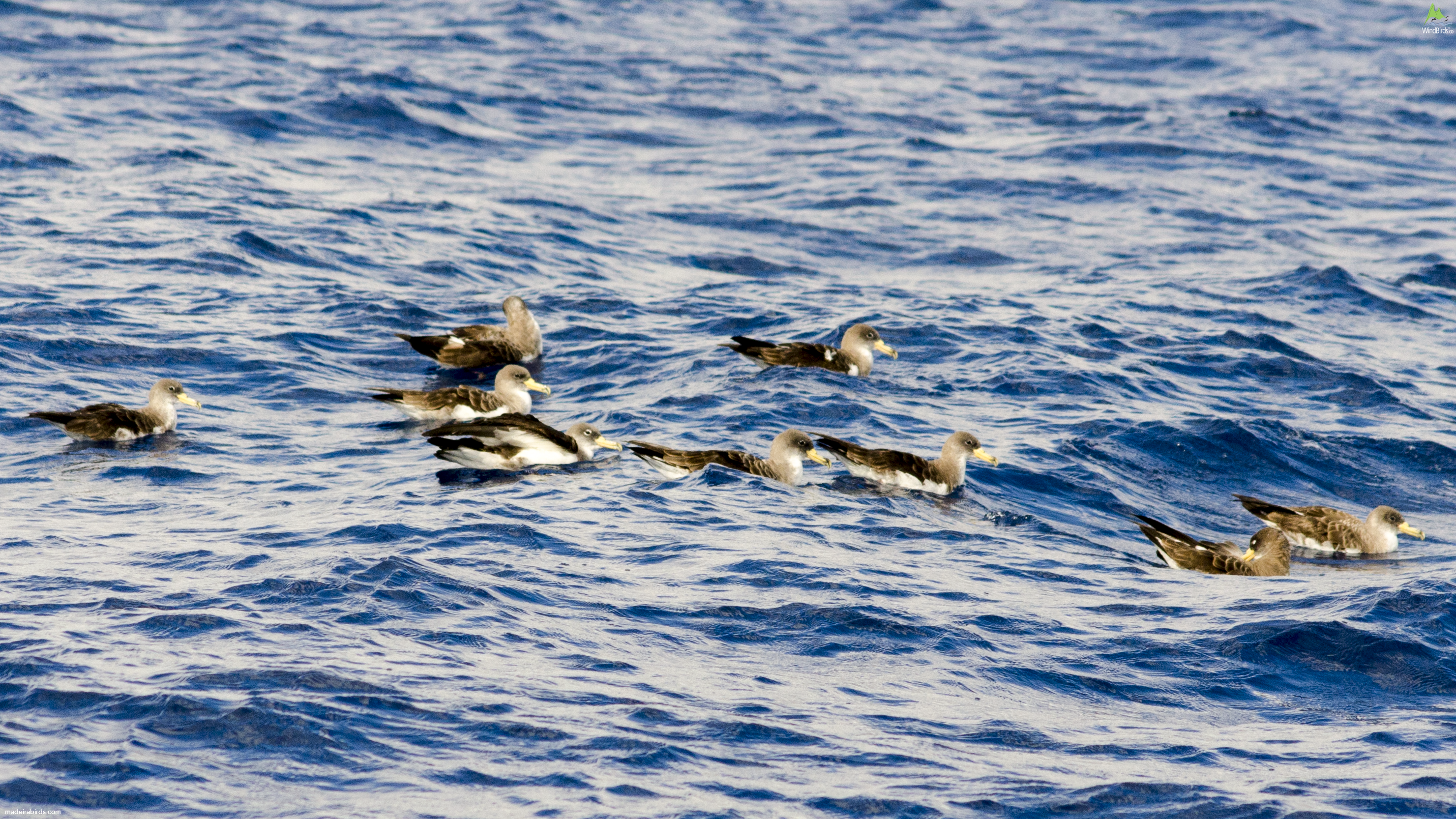 Seabirds migration pelagic expedition - 24th, 25th & 27th August 2015 ...
